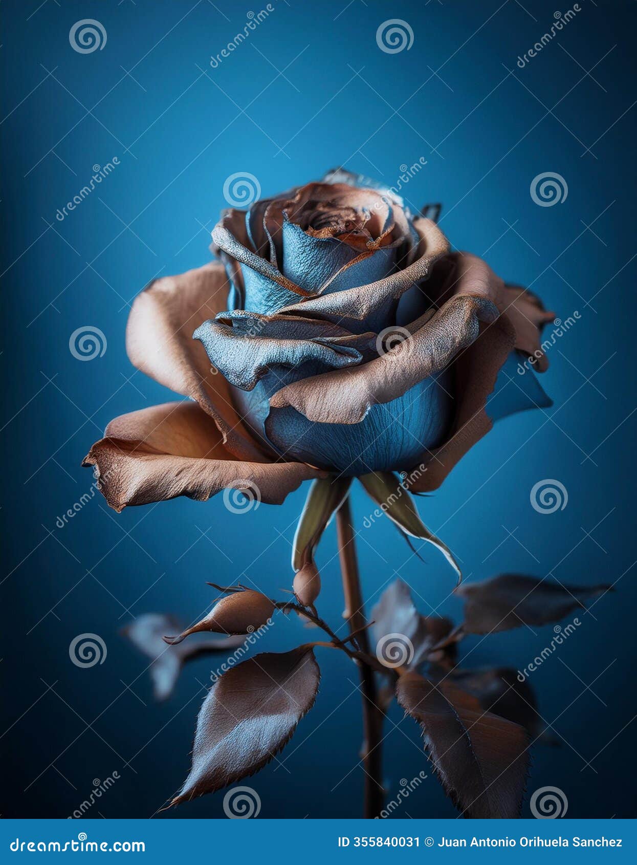 Withered Rose Stock Image | CartoonDealer.com #13268383
