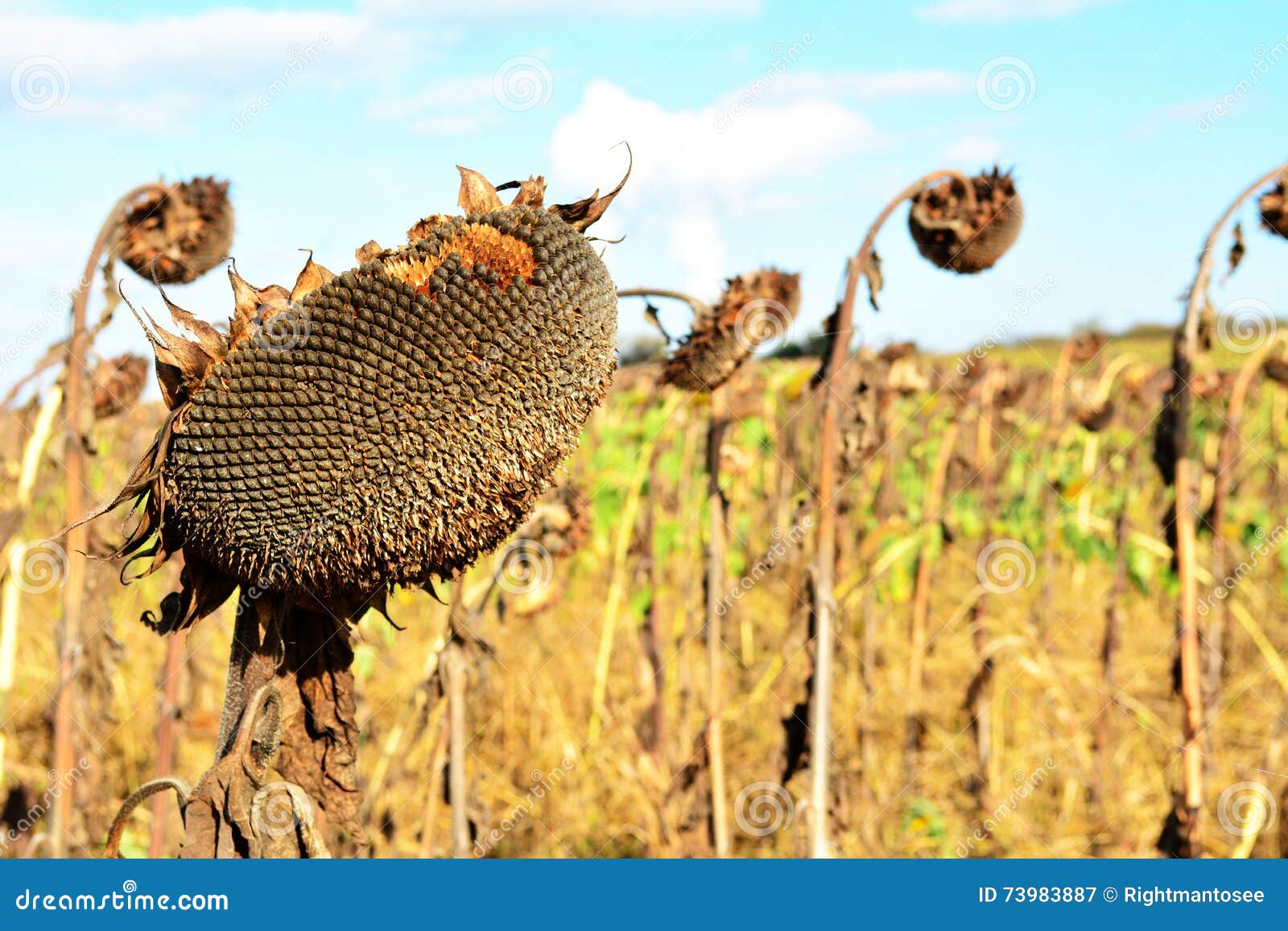 Withered Sunflower Royalty-Free Stock Photography | CartoonDealer.com ...