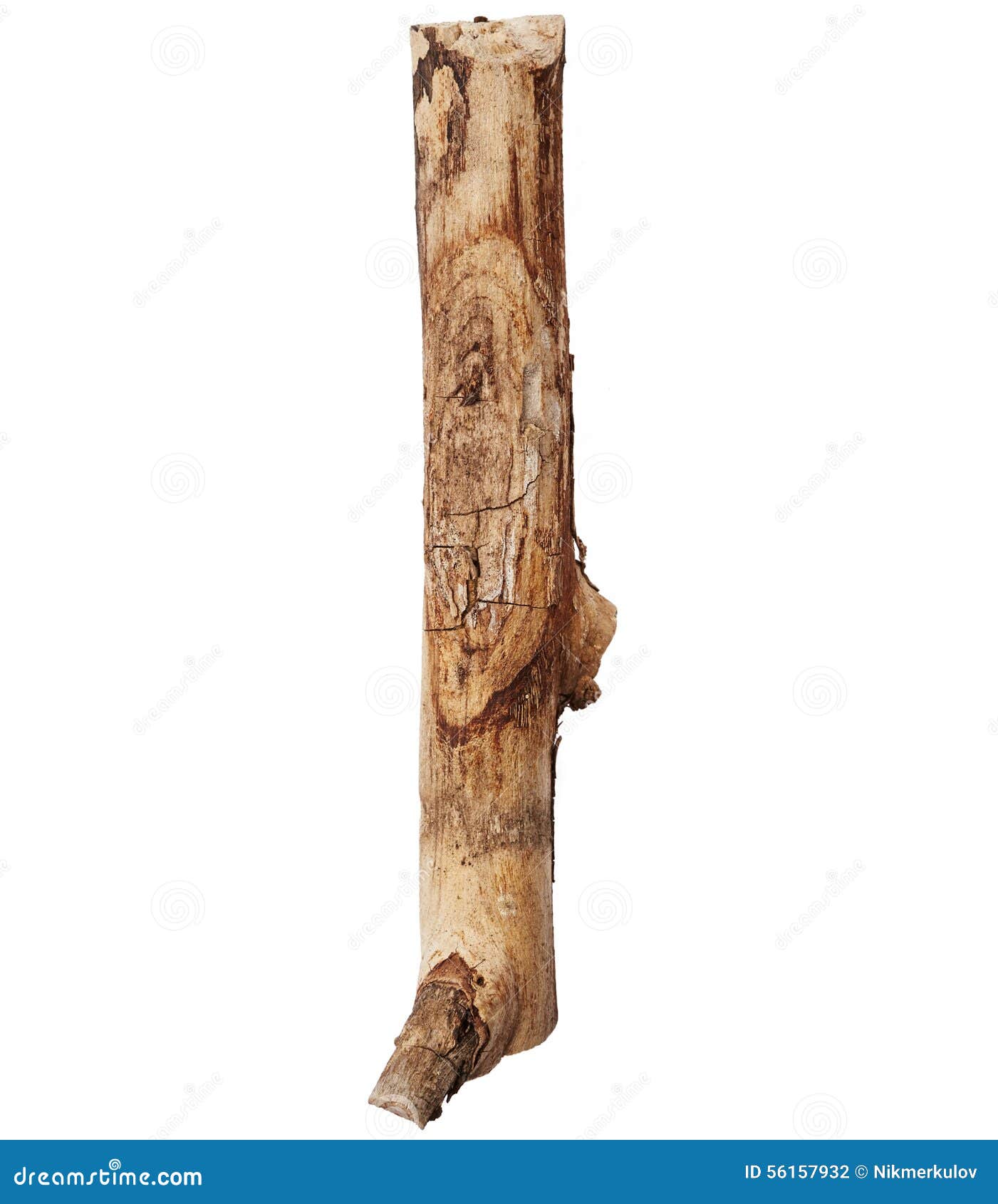 Dry wood branch stock photo. Image of forest, brown, organic - 56157932
