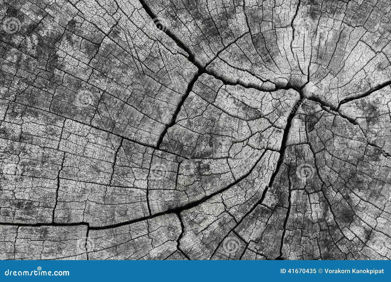Dry wood core surface stock image. Image of crack, surface - 41670435