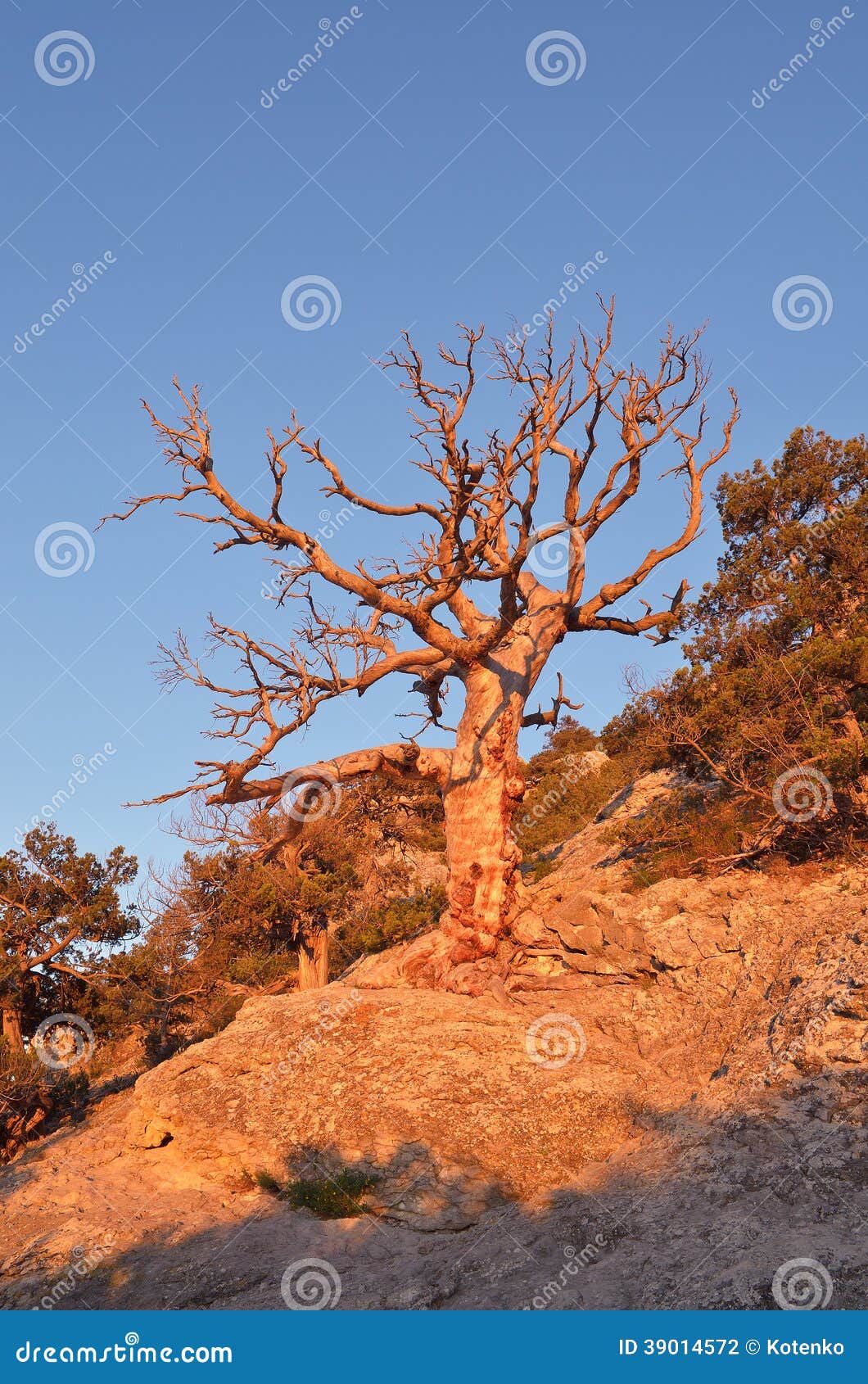 Dry wood stock photo. Image of rural, beautiful, rock - 39014572
