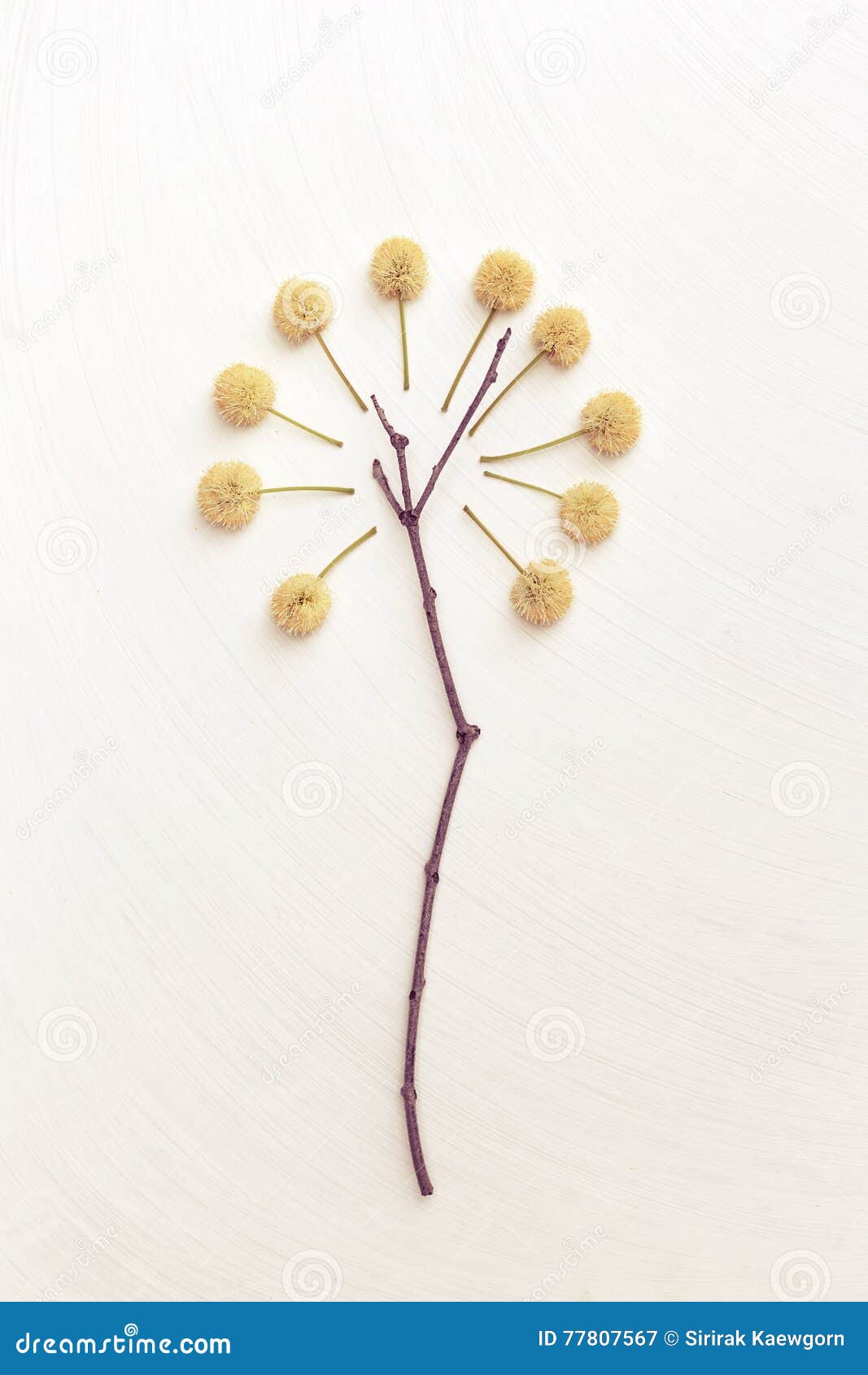 Dry wood stick with flower stock image. Image of fall - 77807567