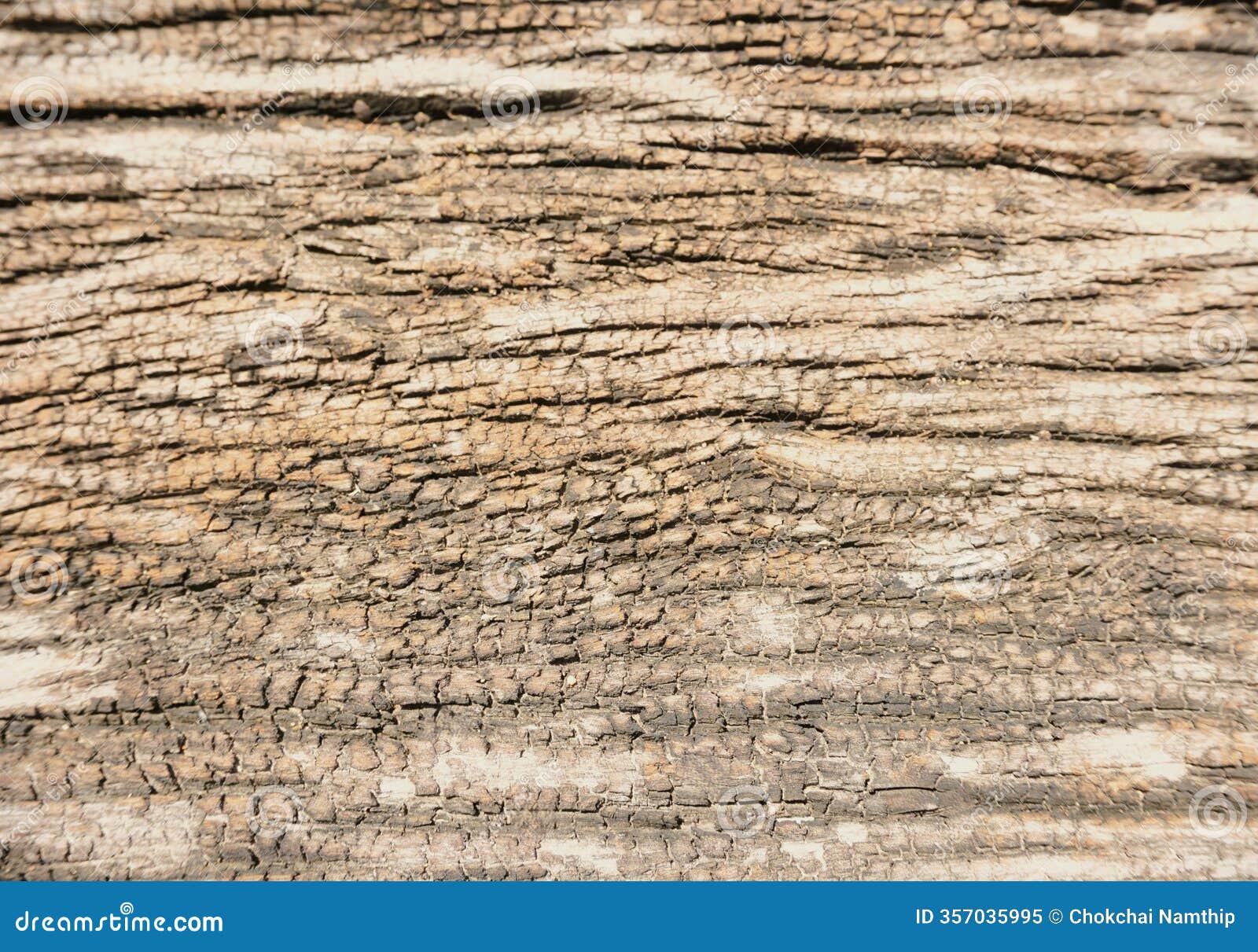 Dry Wood Texture Background the Skin of Large Trees is Dry and Gray ...
