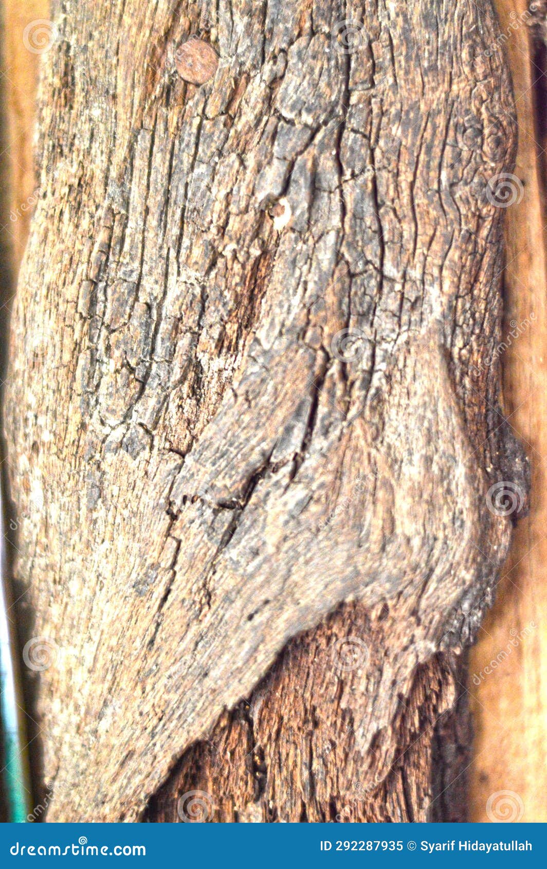 DRY WOOD TEXTURE stock image. Image of wood, begins - 292287935