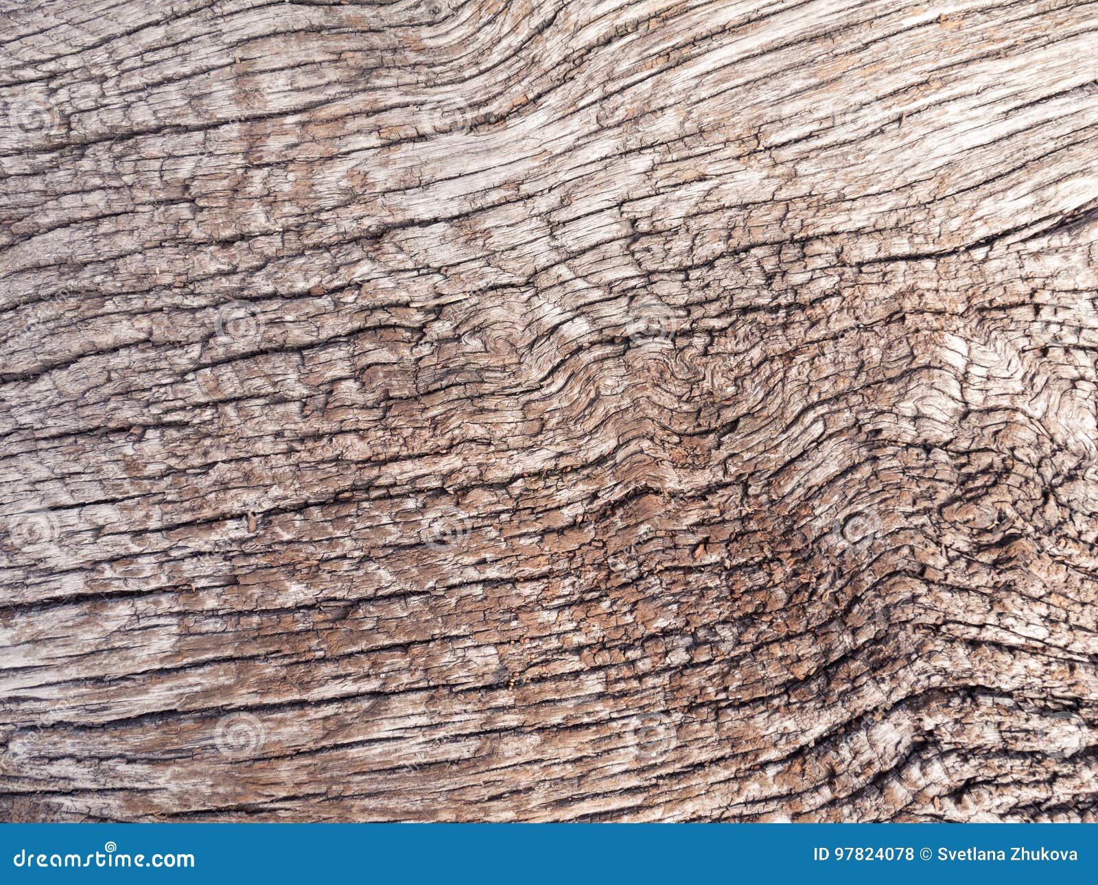 Dry wood texture stock photo. Image of desk, grey, decorative - 97824078