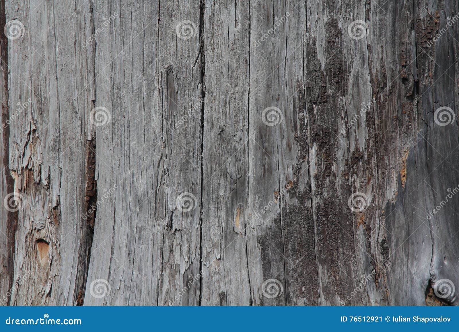 Dry wood texture stock image. Image of shine, mottled - 76512921