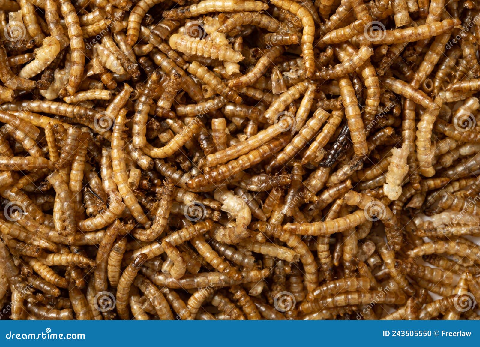 Dry Worms As Food for Pet Hamster Stock Photo - Image of crunchy, meal ...
