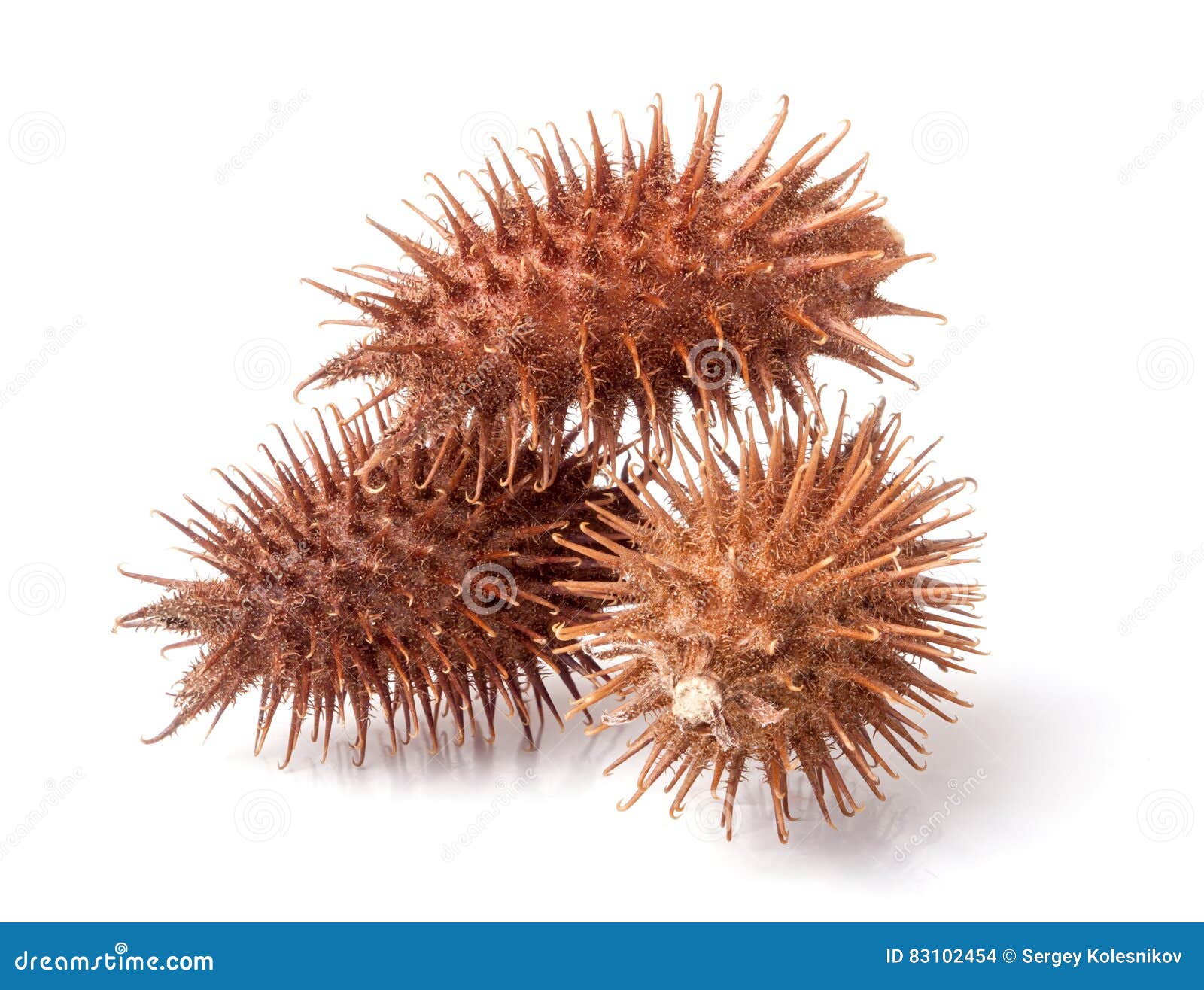 Dry Xanthium Strumarium Isolated On White Background Has Medicinal ...