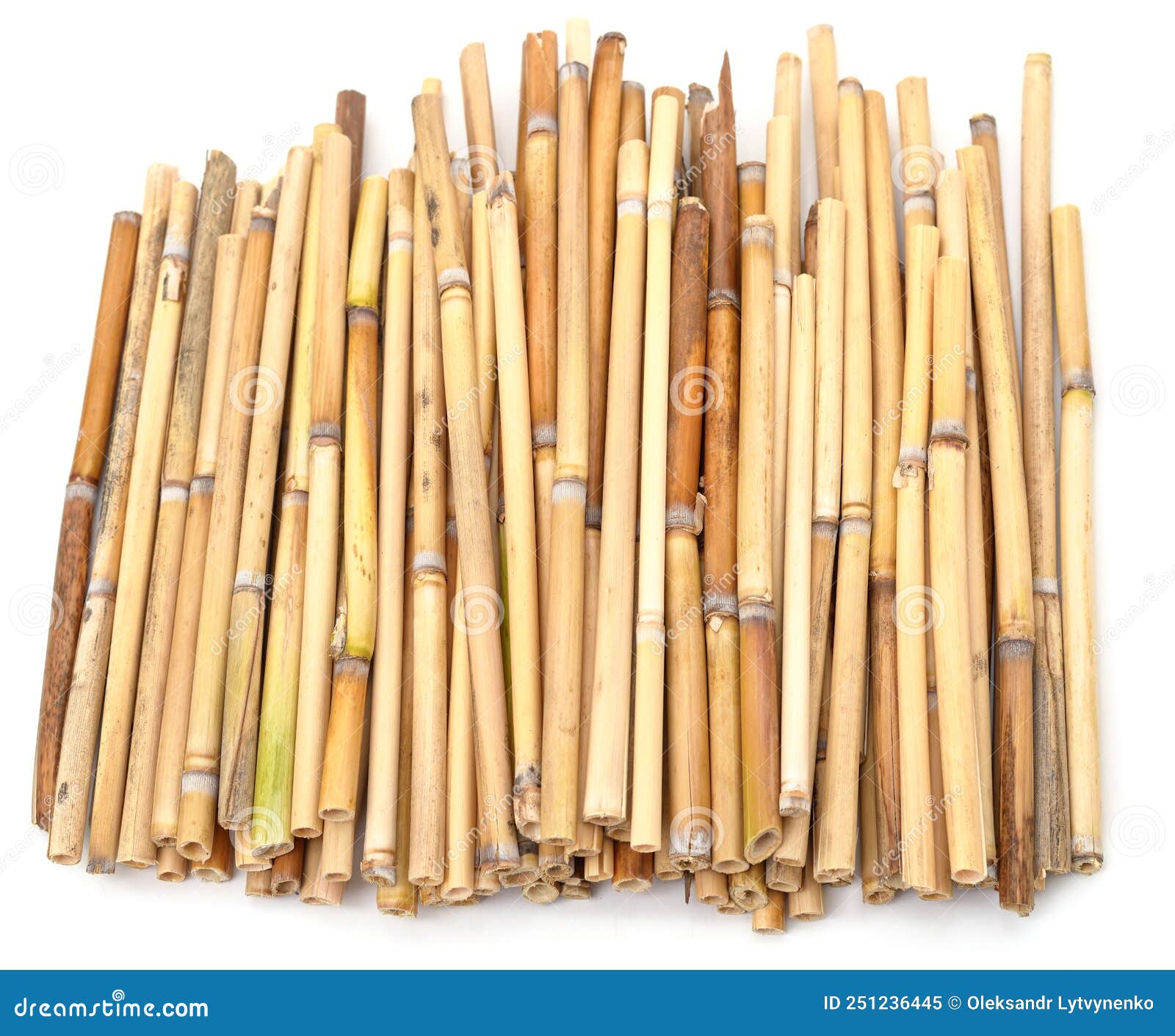 Dry yellow cane stock image. Image of floral, country - 251236445