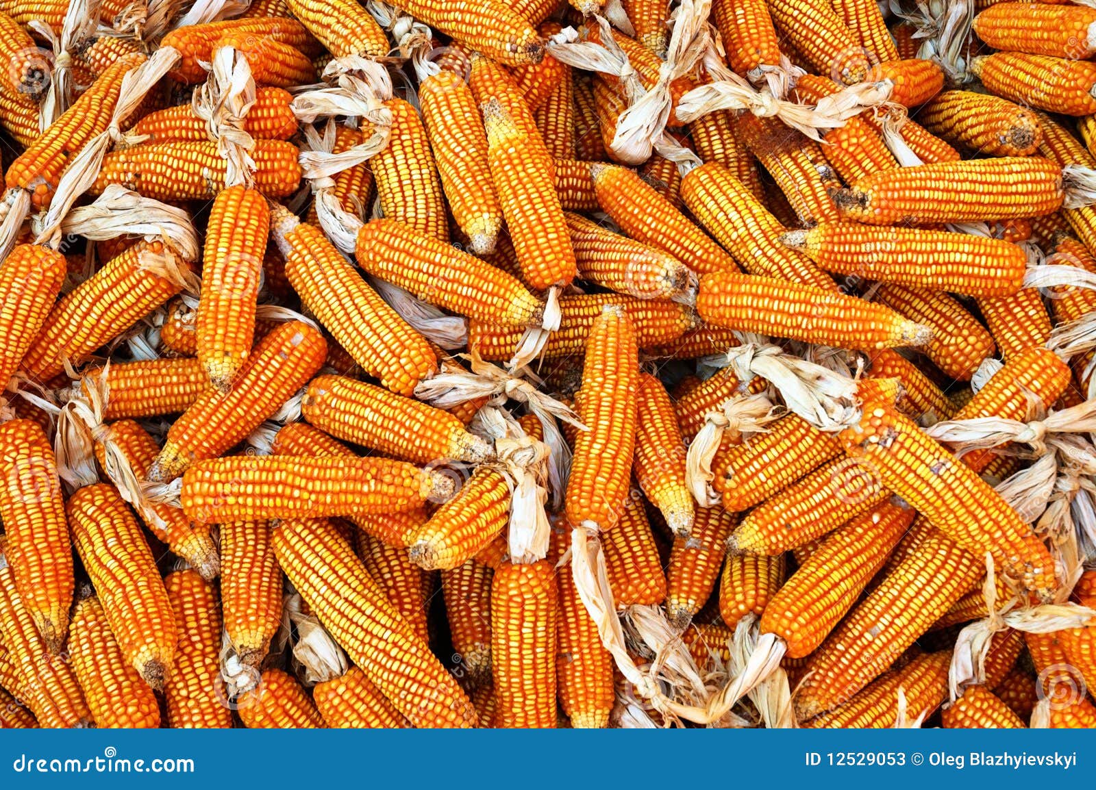 Dry yellow corn stock image. Image of closeup, ingredient - 12529053