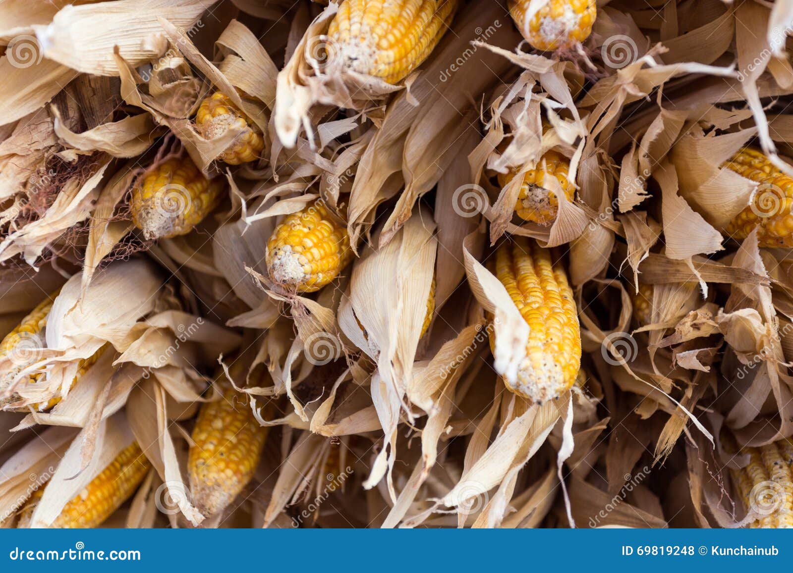Dry yellow corn stock photo. Image of closeup, organic - 69819248