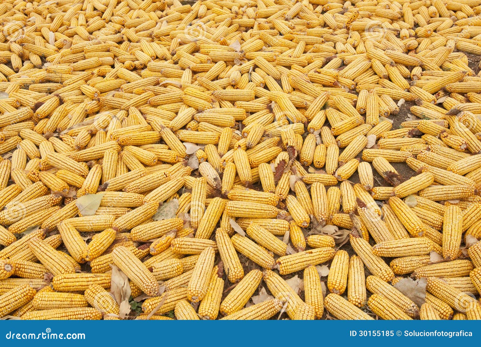 Dry corn stock image. Image of background, amount, grain - 30155185