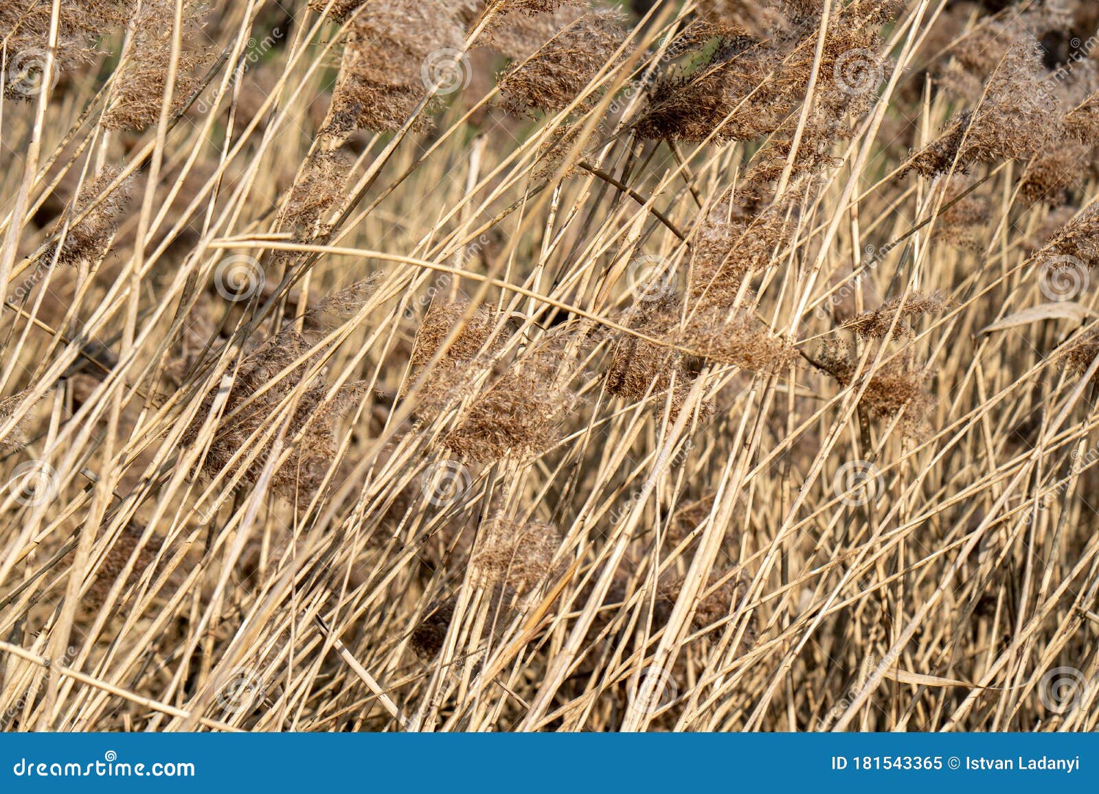 Dry yellow grass stock image. Image of field, nature - 181543365
