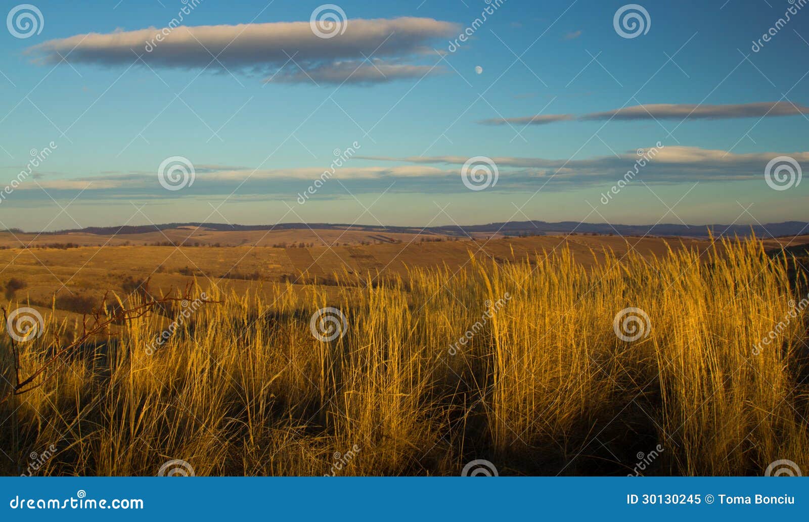 Autumnal grass scene stock image. Image of branch, golden - 30130245