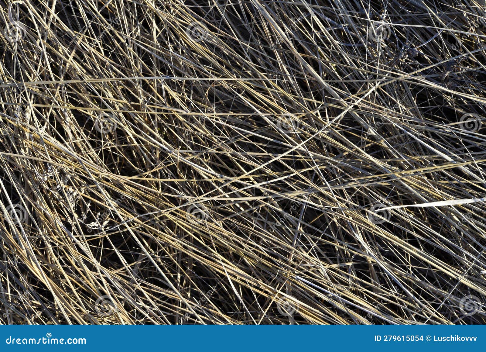 Dry Yellow Grass in Spring. Background of Dry Grass Stock Photo - Image ...