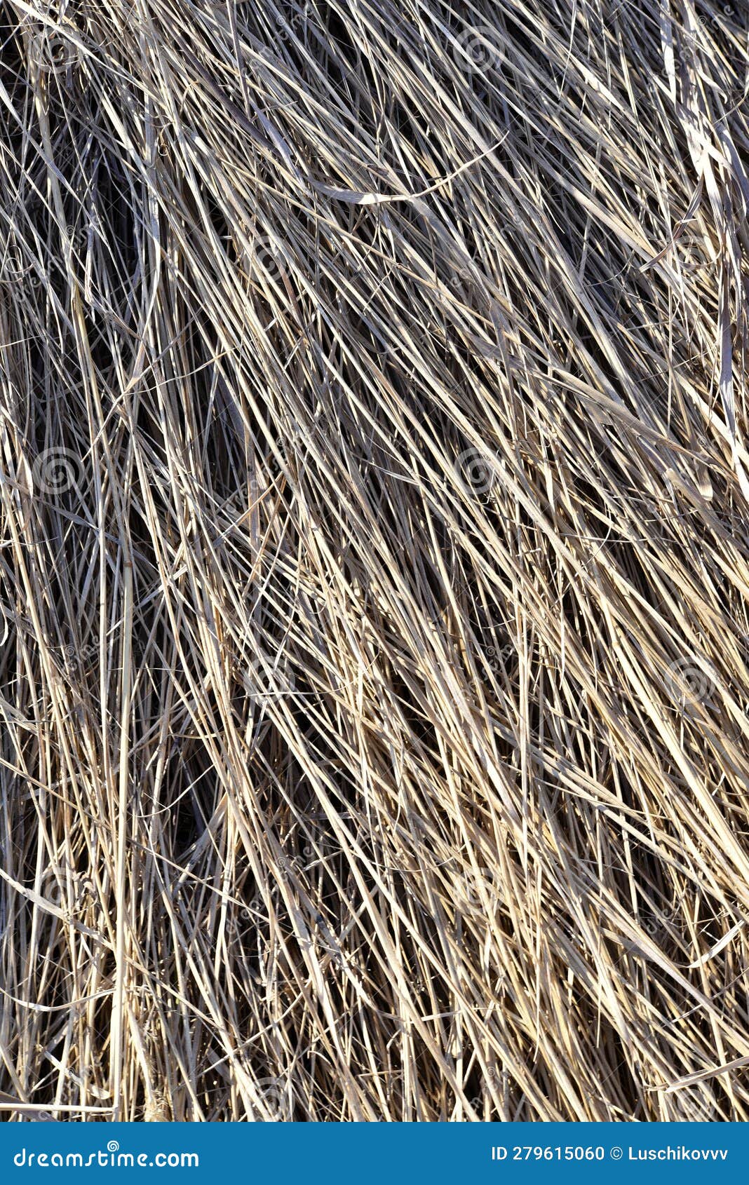 Dry Yellow Grass in Spring. Background of Dry Grass Stock Photo - Image ...
