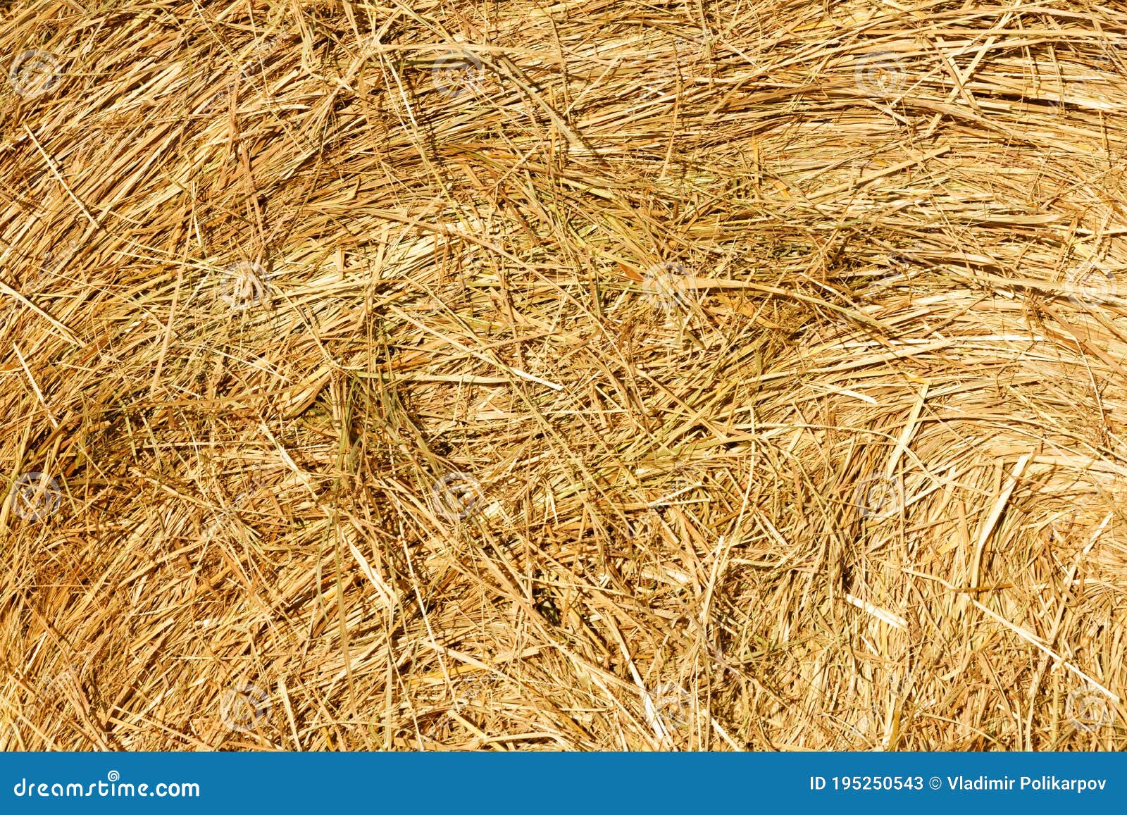 Dry Yellow Hay in the Bright Sun. Background for Design Stock Image ...
