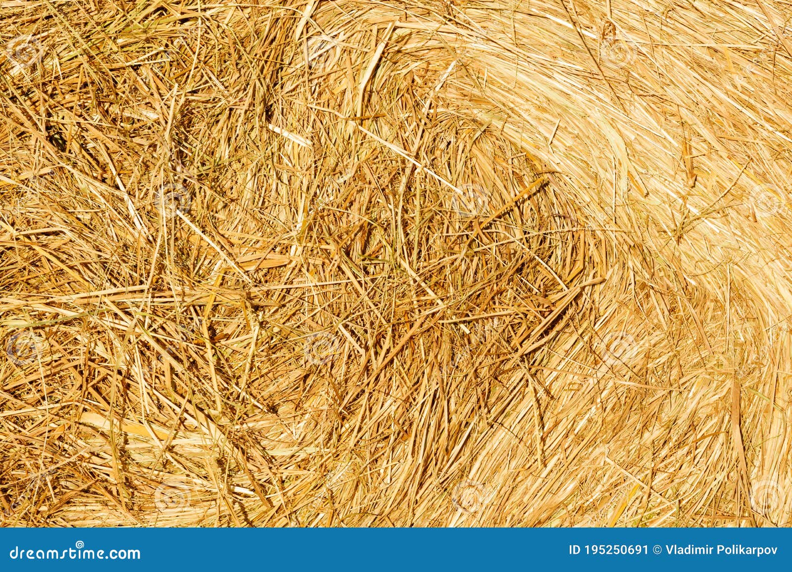 Dry Yellow Hay in the Bright Sun. Background for Design Stock Image ...