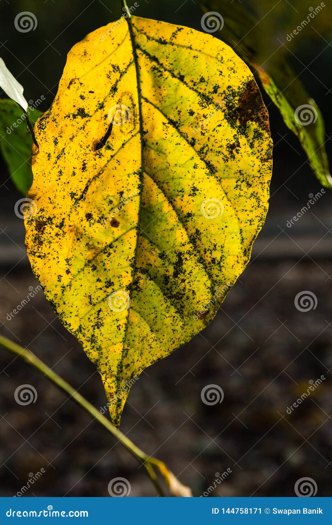 Dry yellow leaf stock image. Image of autumn, closeup - 144758171