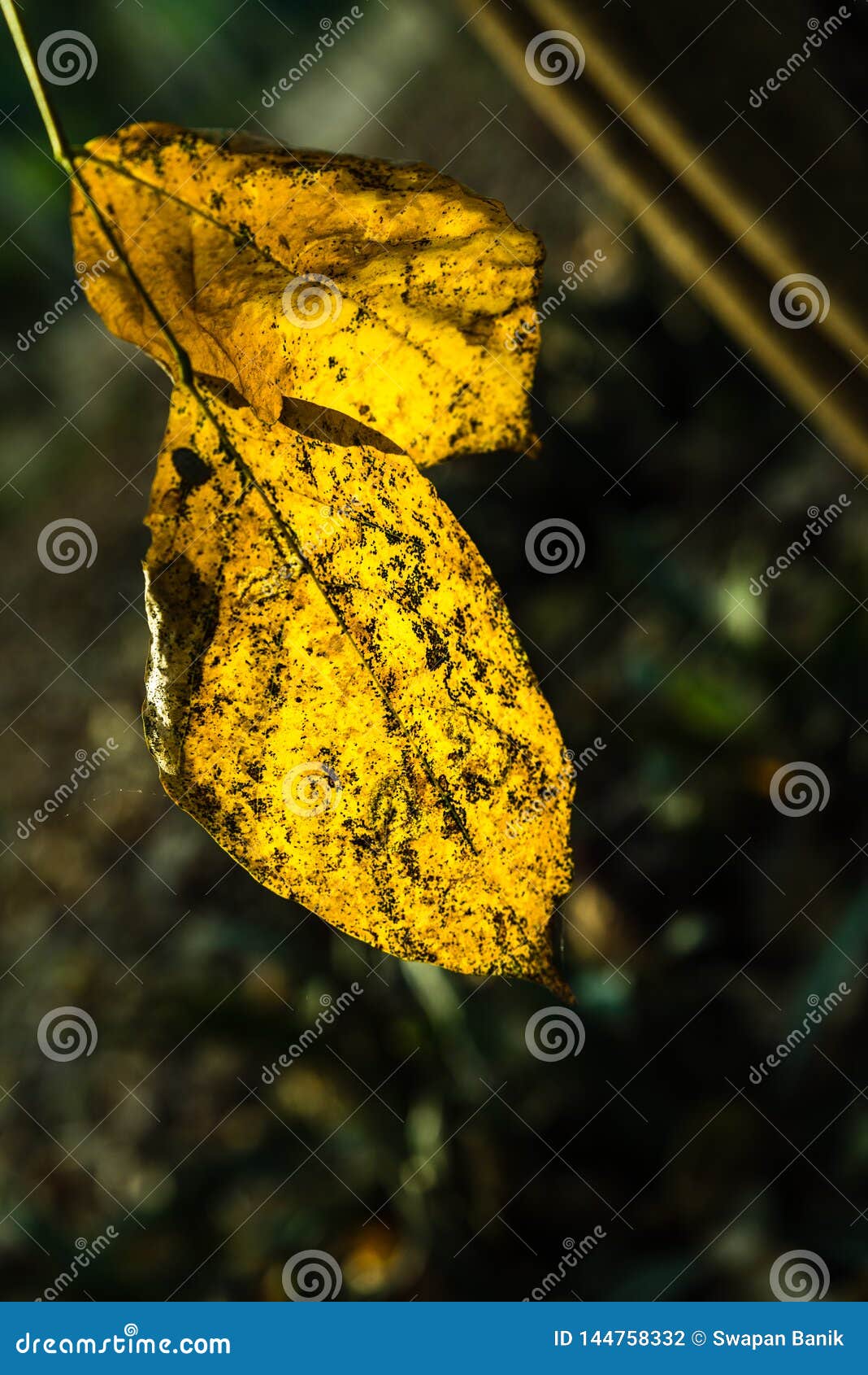 Dry yellow leaf stock photo. Image of leaf, natural - 144758332