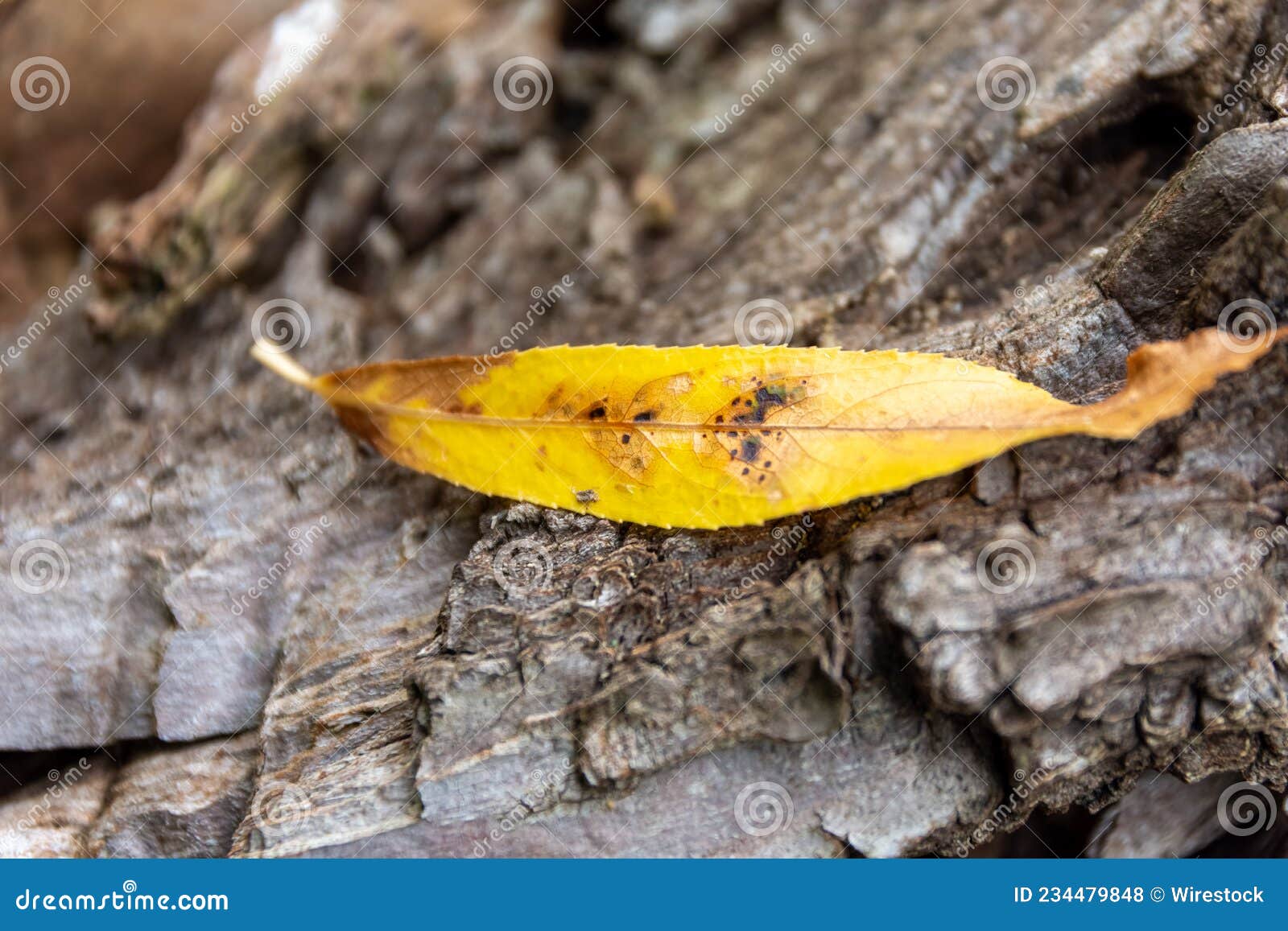 Dry Yellow Leaf on the a Tree Trunk Surface Stock Photo - Image of ...