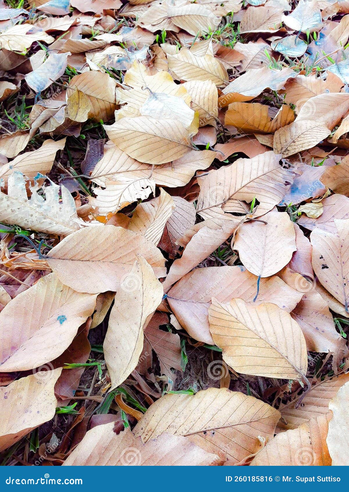 Dry Yellow Leaves Cluster Autumn Background Stock Photo - Image of ...