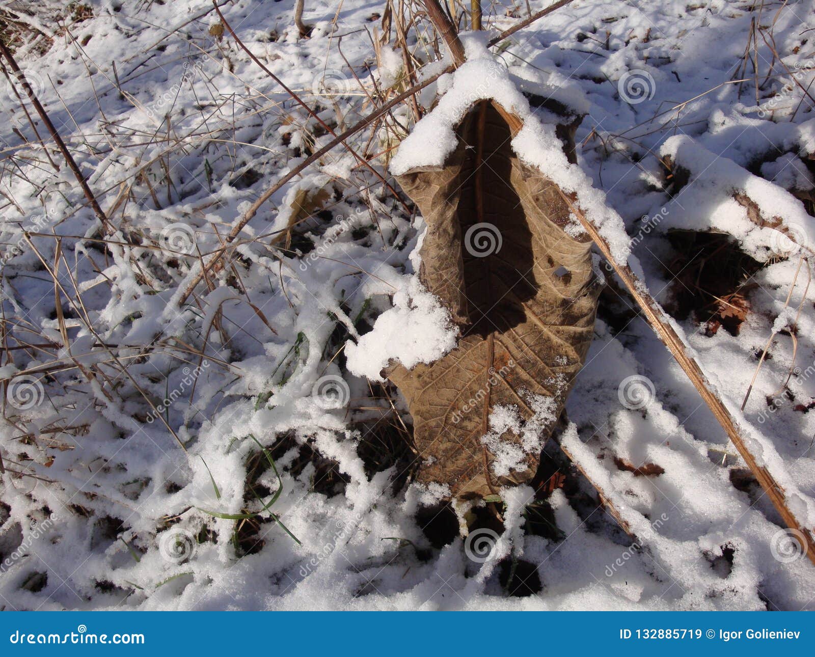 Dry Yellow Leaves Under the Snow. Lighted by the Bright Winter Sun ...