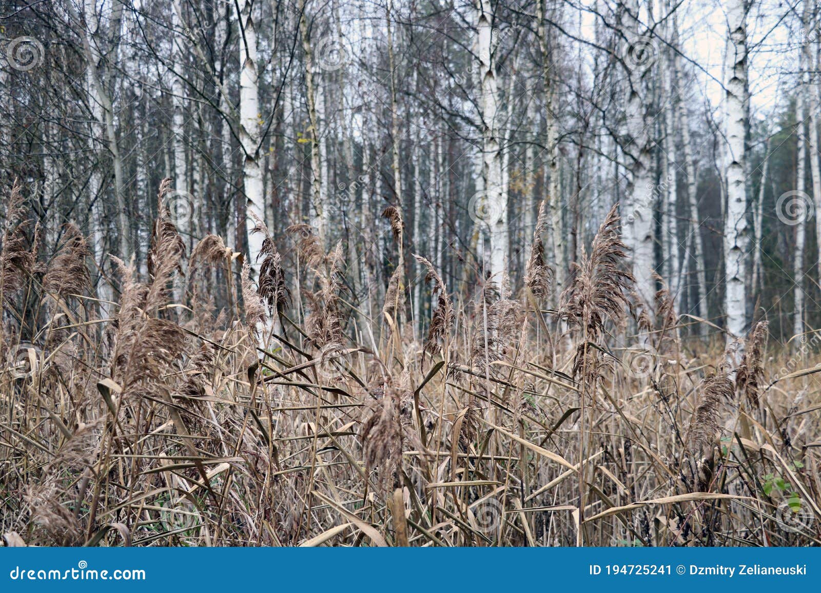 Dry Yellow Marsh Plants in Autumn. Selective Focus Stock Image - Image ...