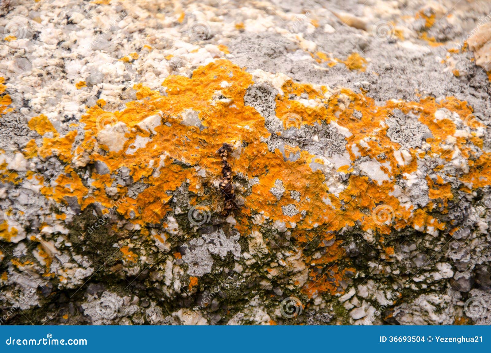 Dry Yellow Moss on the Rock Surface Stock Photo - Image of detail ...