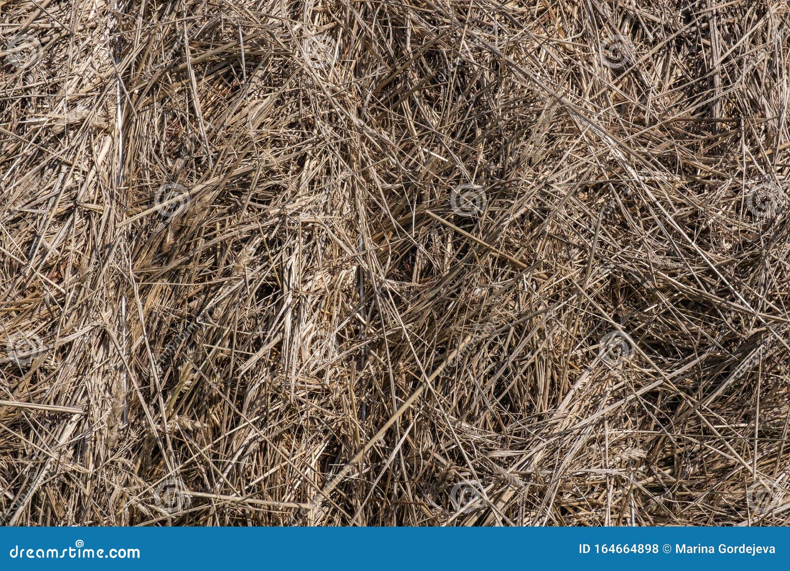Dry Yellow Pressed Straw. Dry Bunch of Hay Texture. Abstract Straw ...