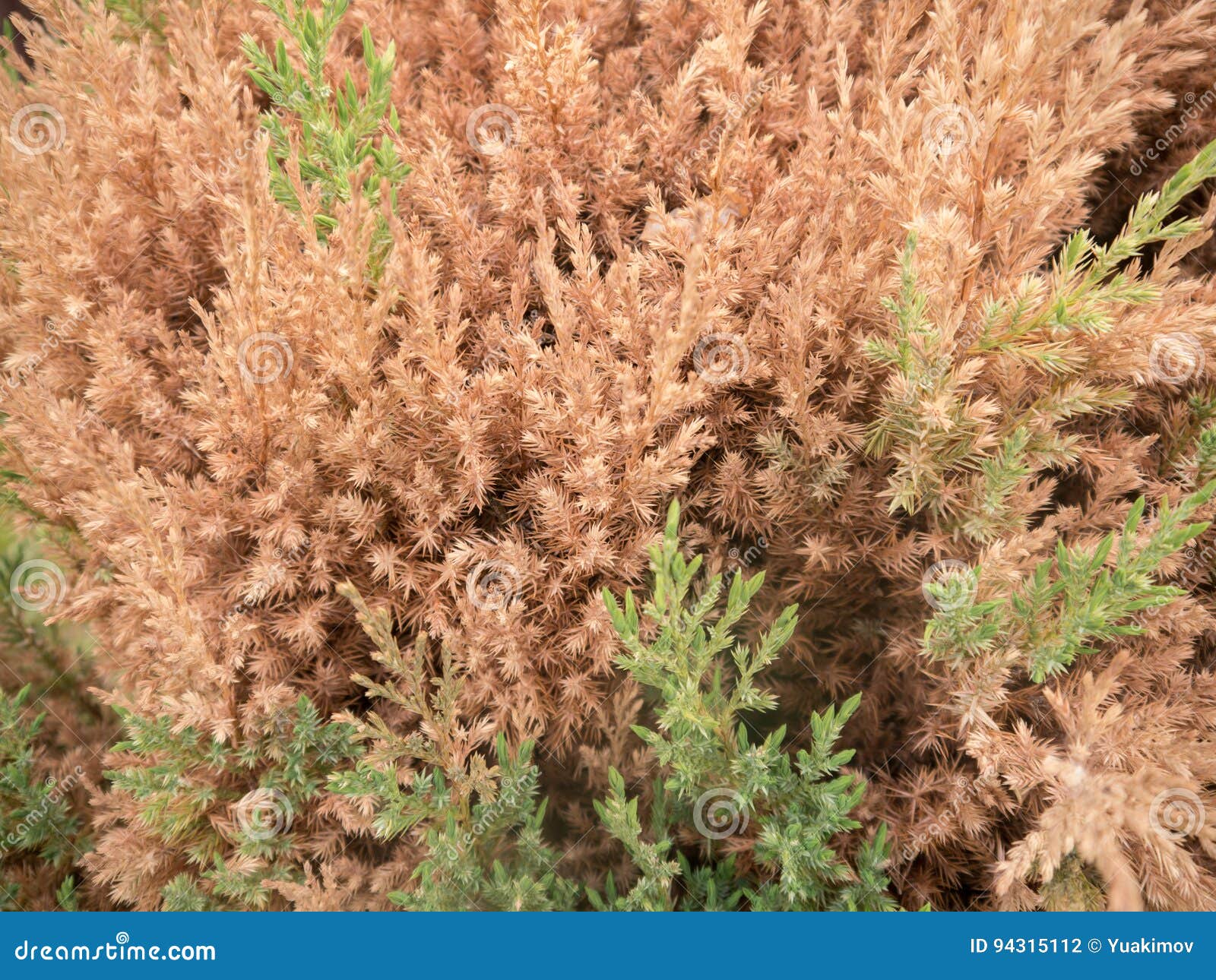 Dry yellow and red juniper stock photo. Image of plant - 94315112