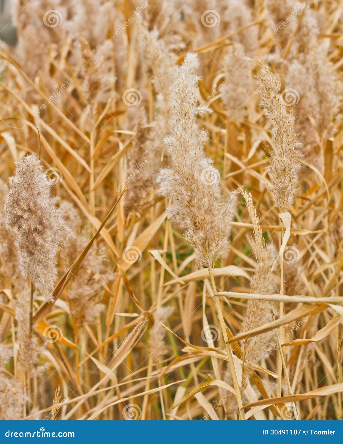 Dry yellow reed stock image. Image of gray, perennial - 30491107