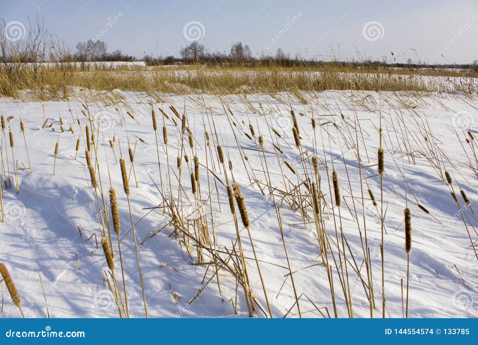 Dry Yellow Reed in White Snow Against the Backdrop of the Winter Forest ...