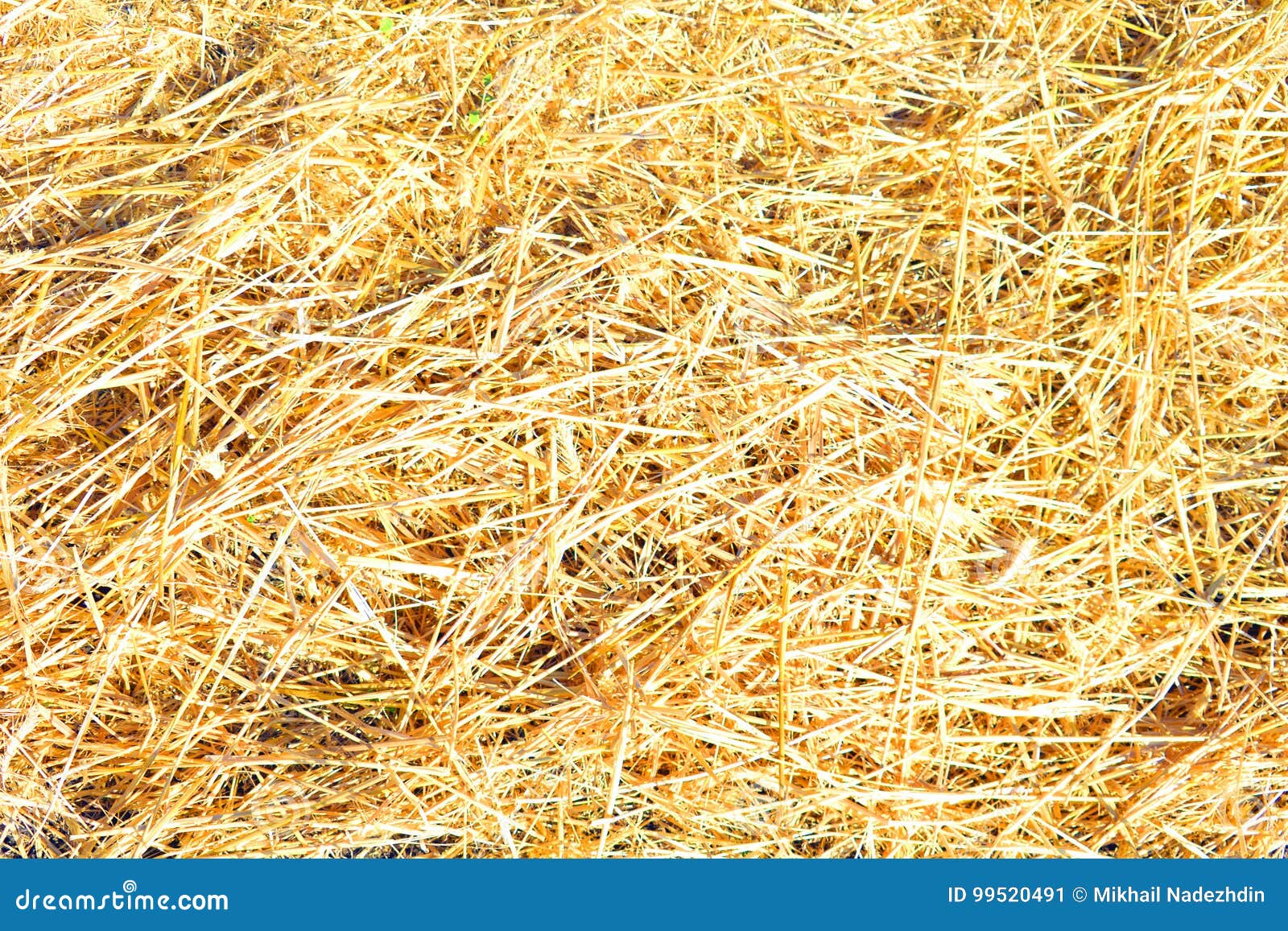 Dry Yellow Straw Grass Background Texture Stock Image - Image of crop ...