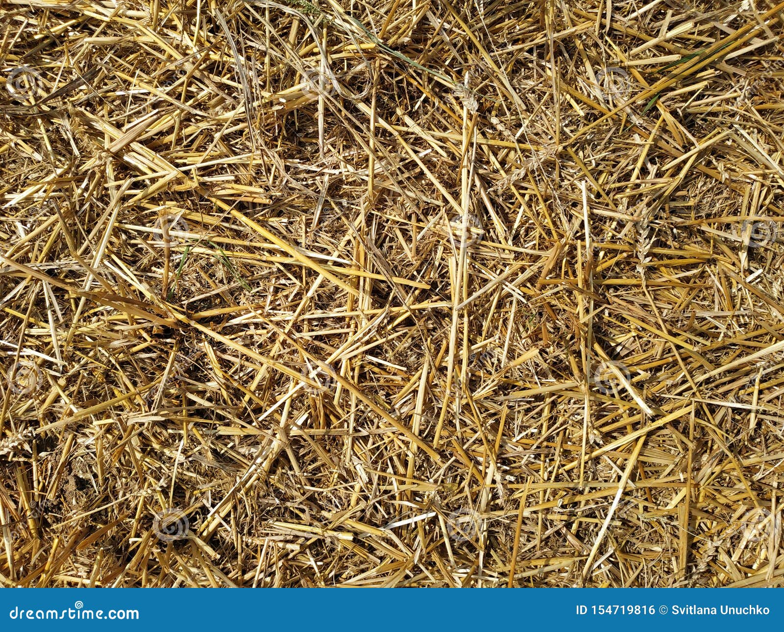 Dry Yellow Straw Scattered on the Ground. Stock Photo - Image of ...