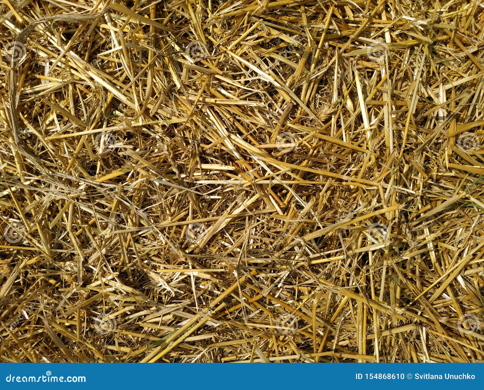 Dry Yellow Straw Scattered on the Ground. Stock Photo - Image of grass ...