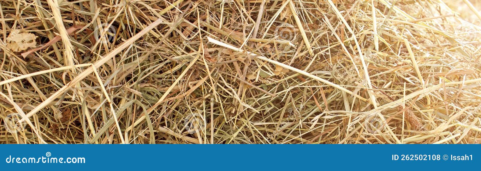 Dry Yellow Textuer Hay, Wide Pattern Straw Stock Photo - Image of ...