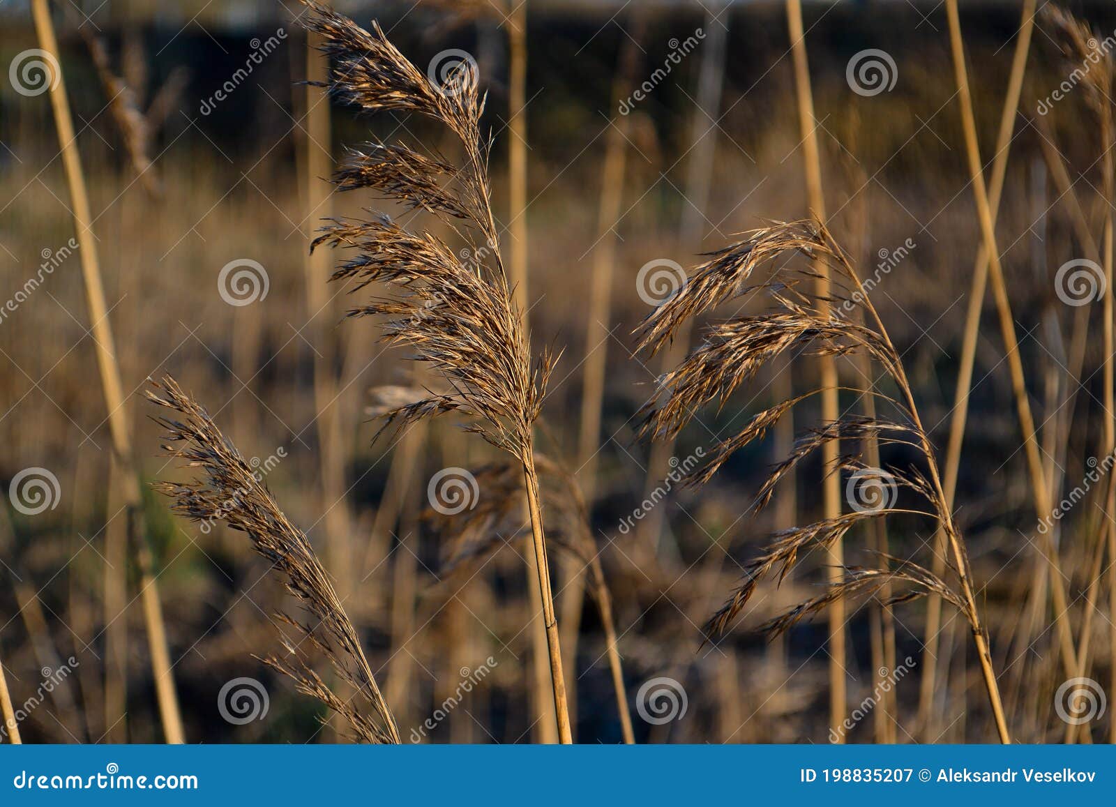 Dry Yellow Thin Reed Grass. Pattern, Texture, Macro, Close-up Stock ...