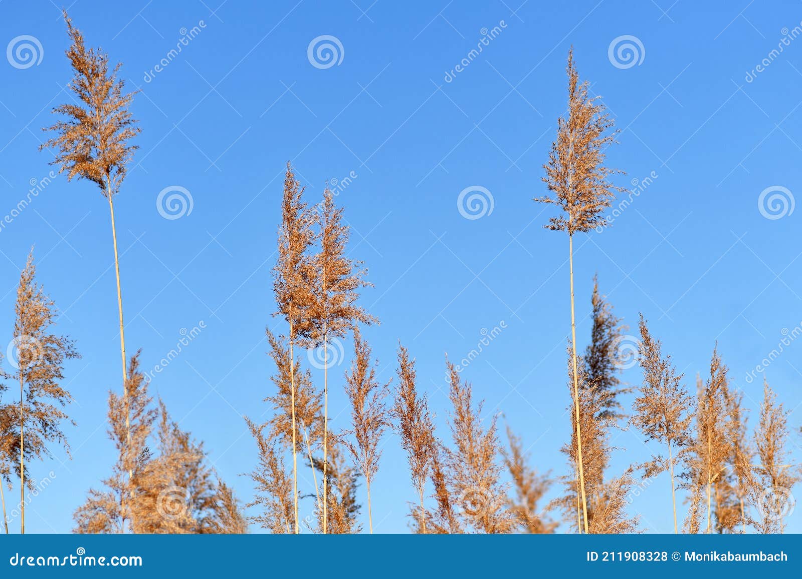 Dry Yellowed Common Reed Plants Stock Photo - Image of reed, growing ...