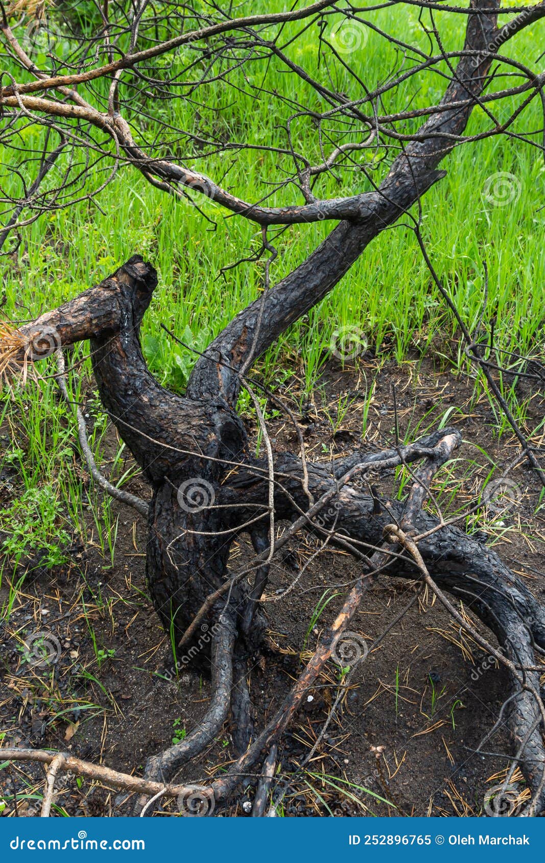Dry Young Pine Trees after a Grass Fire. Burnt Tree Trunks, Dried ...