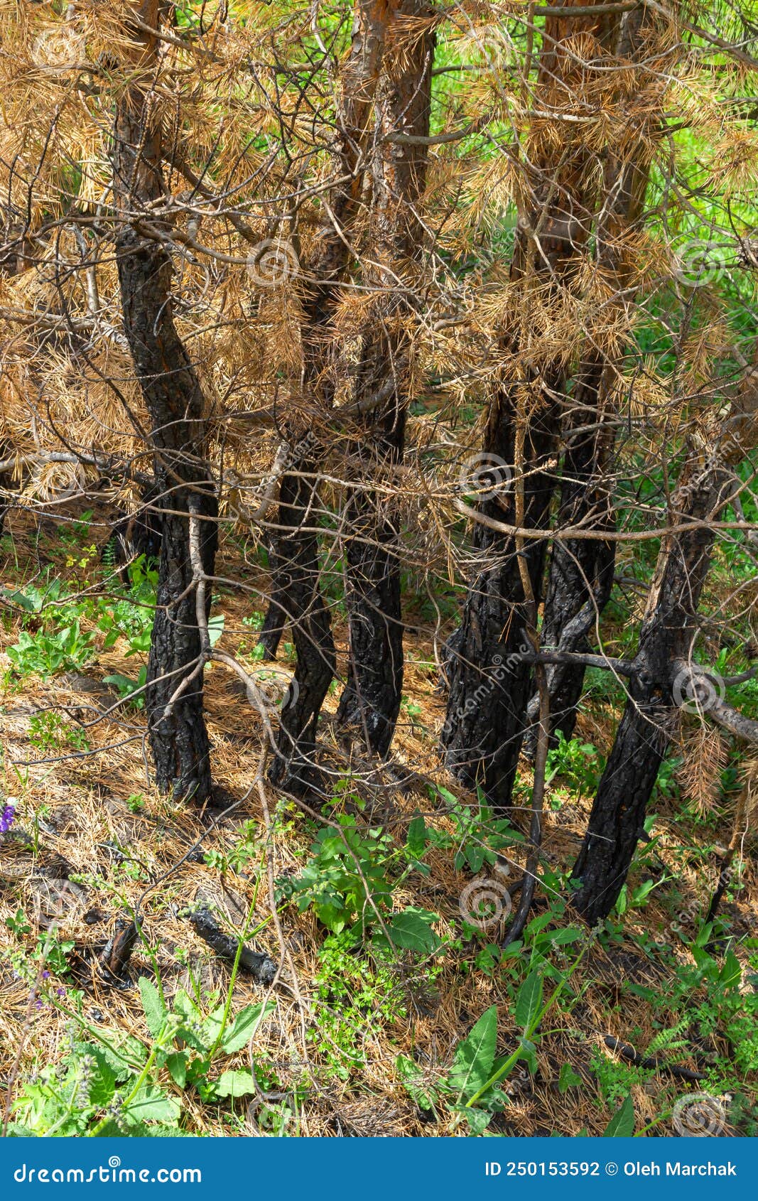 Dry Young Pine Trees after a Grass Fire. Burnt Tree Trunks, Dried ...
