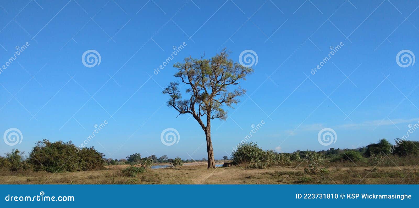 Dry zone of sri lanka stock photo. Image of hill, nature - 223731810