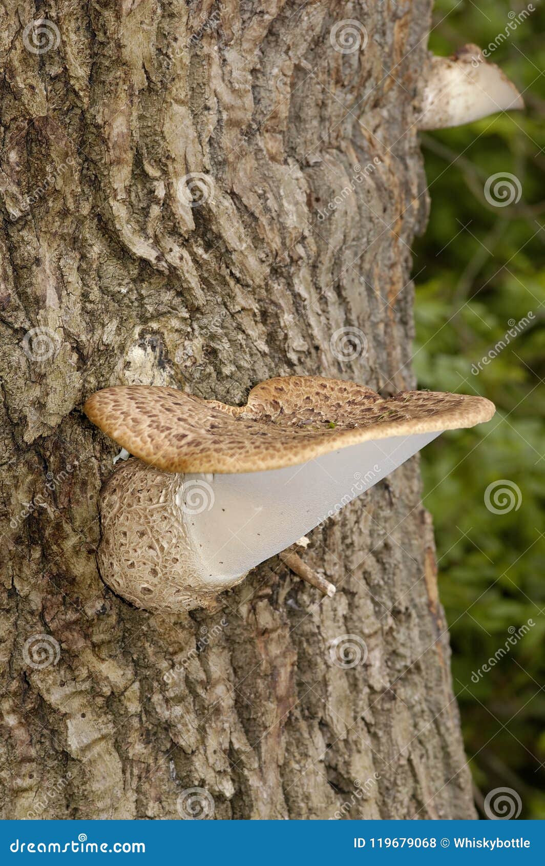 Dryad`s Saddle stock photo. Image of polyporus, wildlife - 119679068