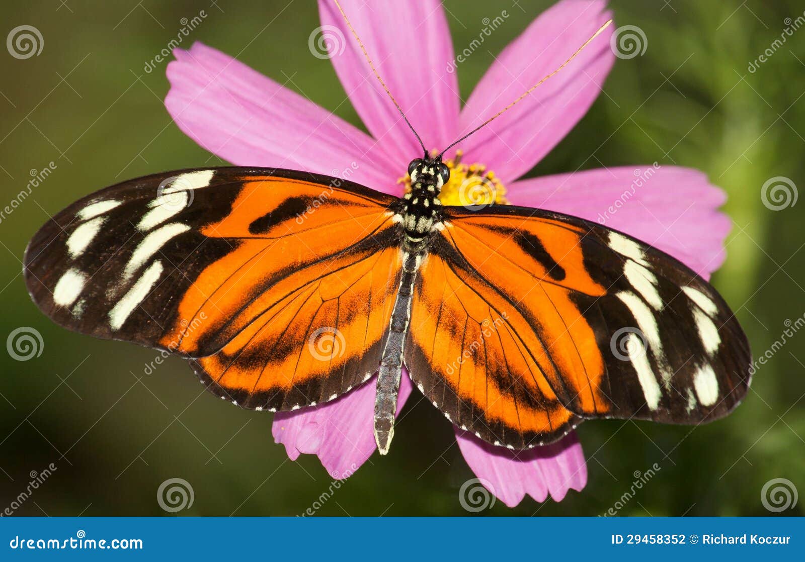 Dryadula Phaetusa Butterfly Stock Photo - Image of nature, green: 29458352
