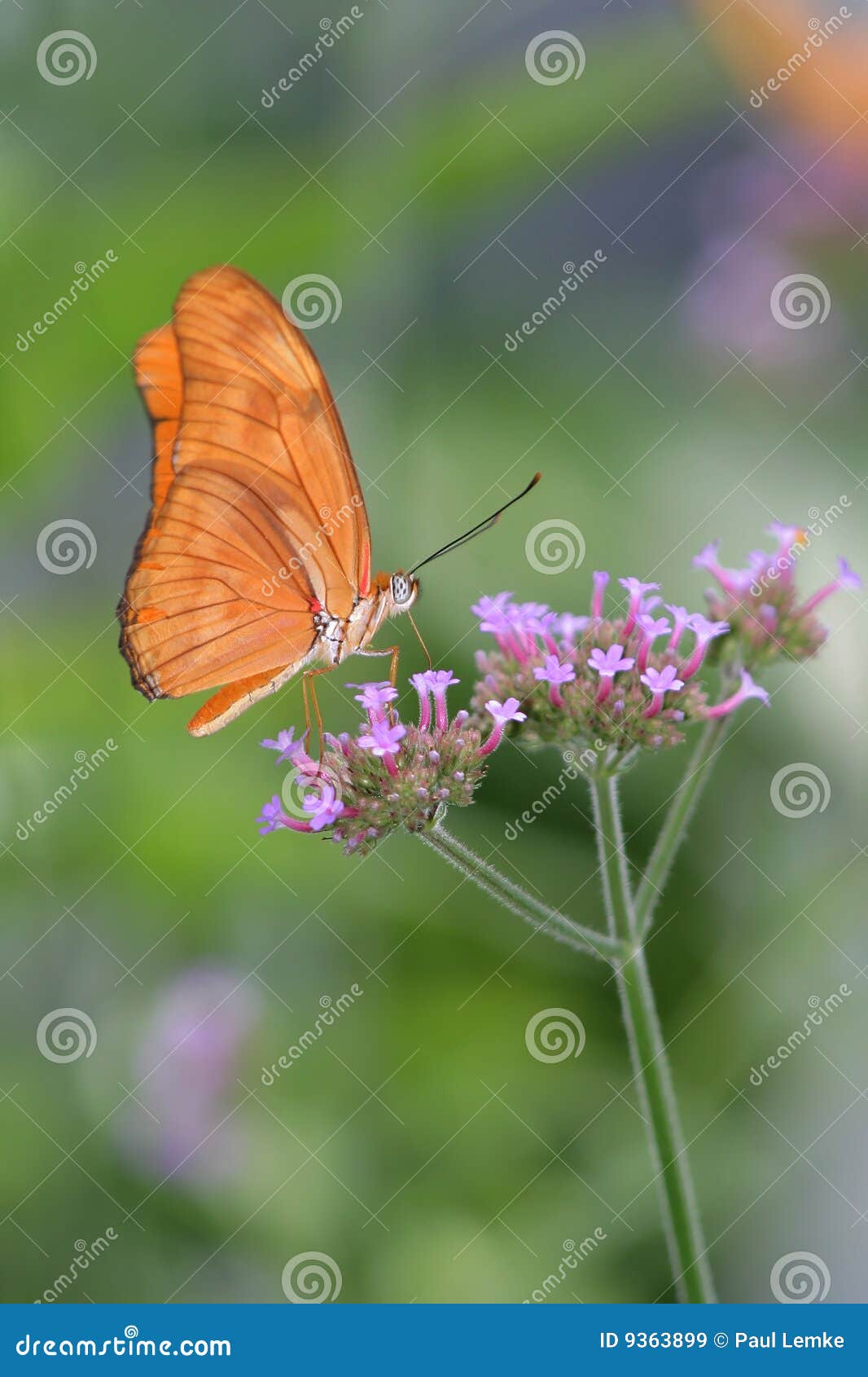 Dryas Iulia Butterfly Stock Image | CartoonDealer.com #47777713