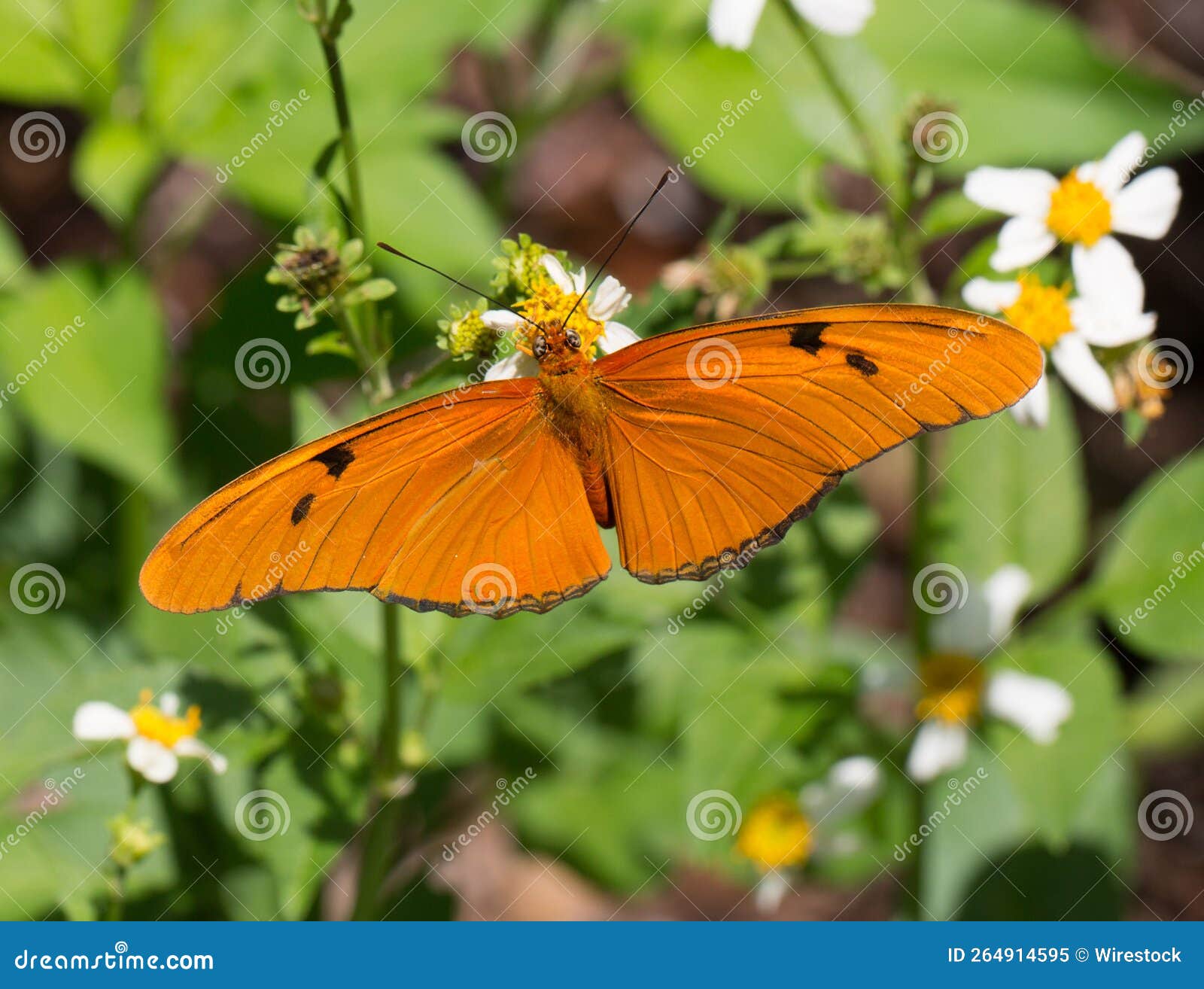 Dryas Iulia on a White Flower Stock Image - Image of flora, iulia ...