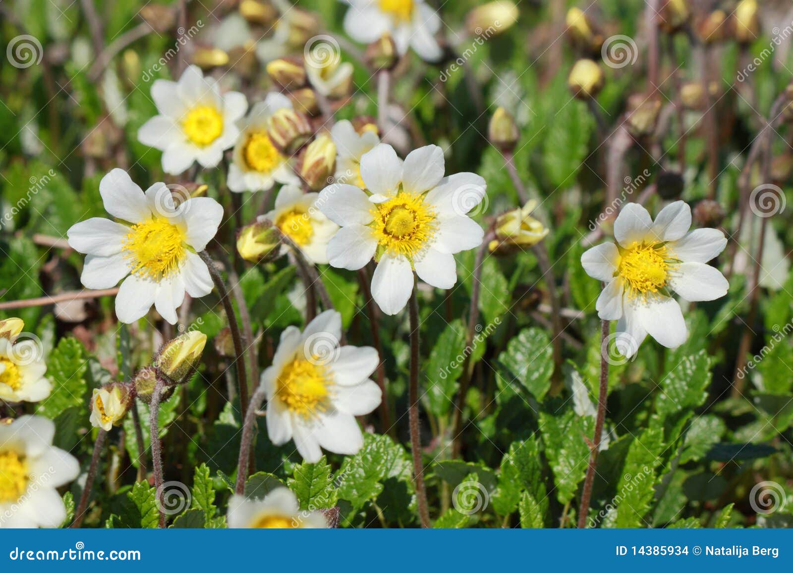 Dryas octopetala stock photo. Image of avens, white, botany - 14385934