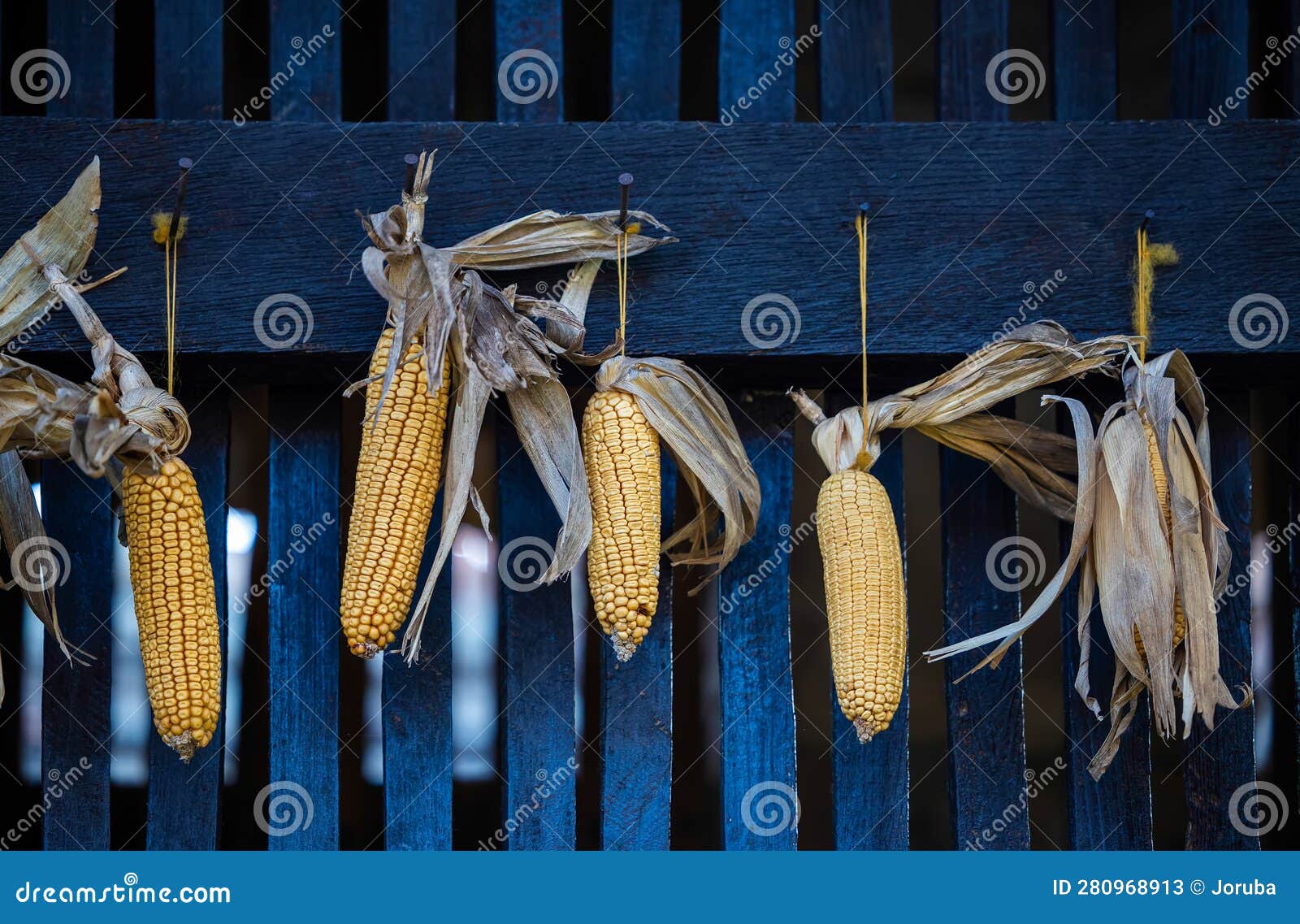 Dryed corn hanging in farm stock image. Image of country - 280968913