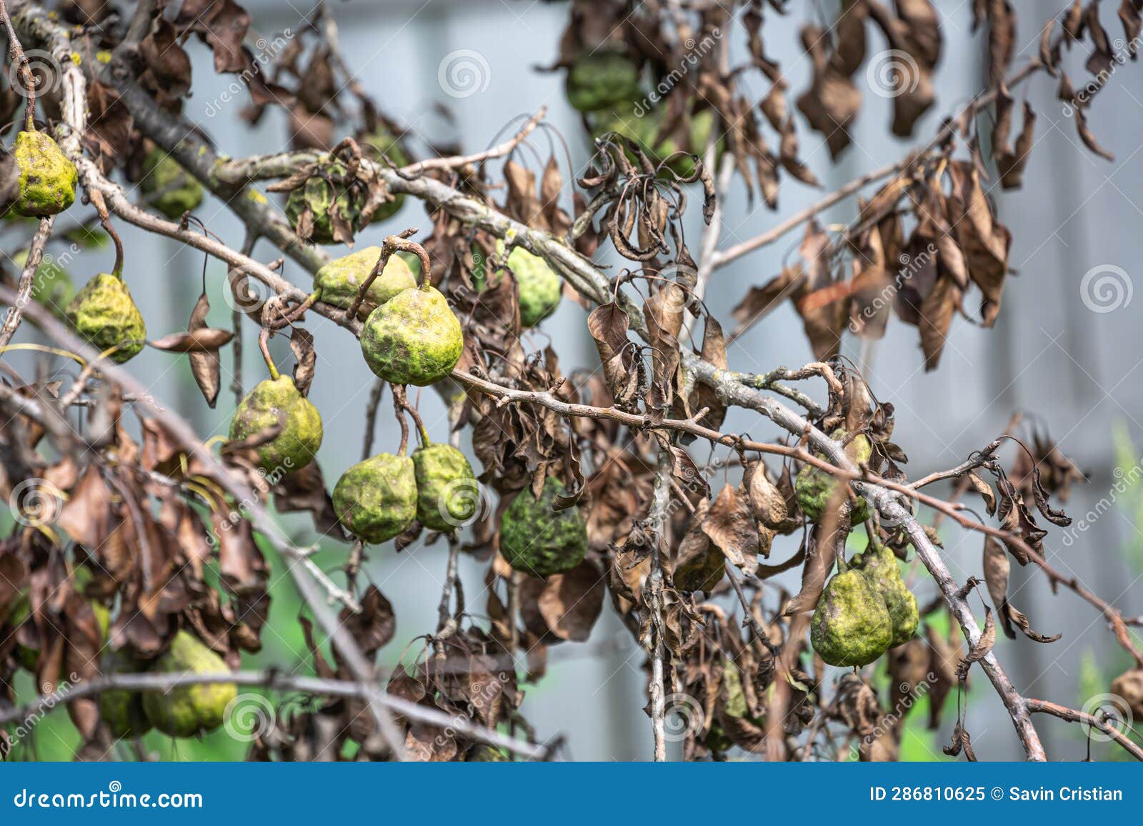 Dryed Rotten Pears from Bacterium on Tree Branch Stock Image - Image of ...