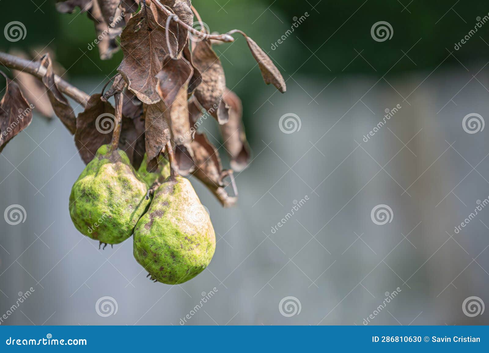 Dryed Rotten Pears from Bacterium on Tree Branch Stock Photo - Image of ...